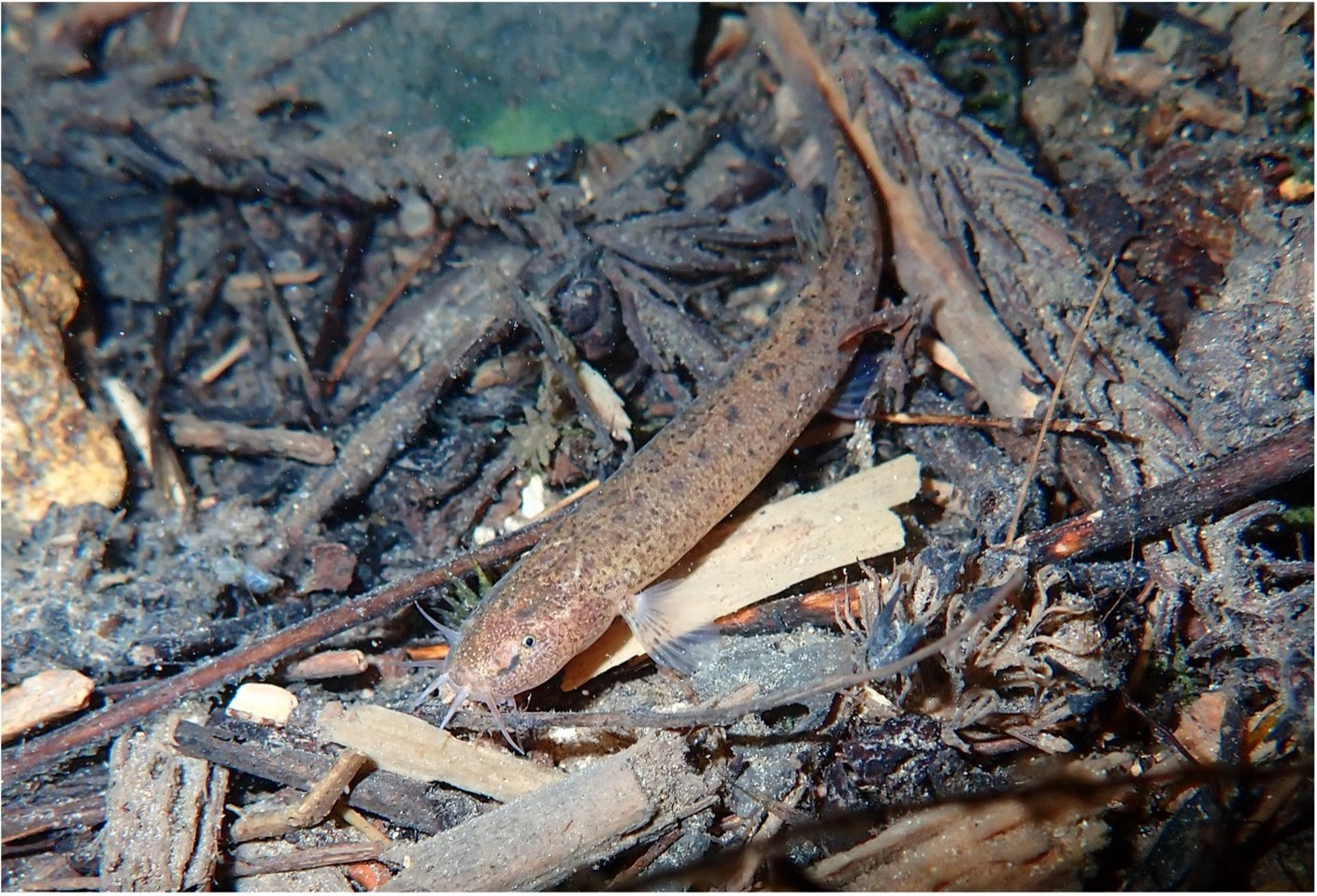 Press Releases - SCHOOL OF SCIENCE THE UNIVERSITY OF TOKYO