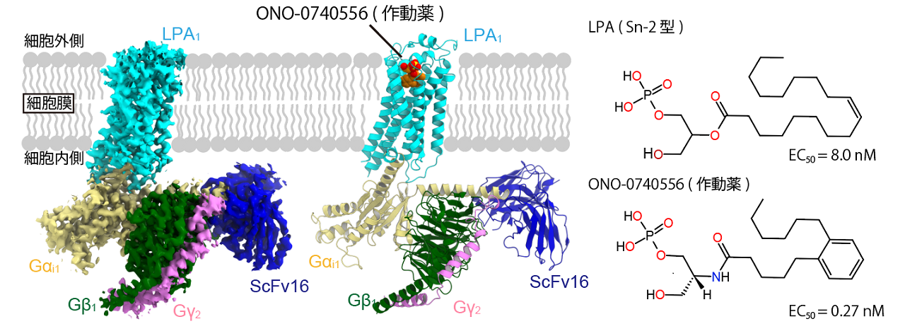 Press Releases - 東京大学 大学院理学系研究科・理学部