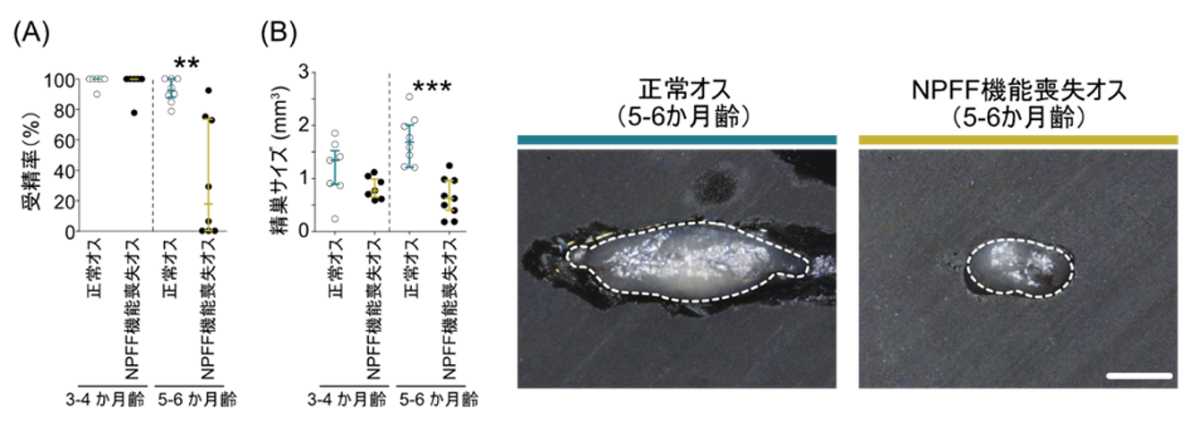 Press Releases - 東京大学 大学院理学系研究科・理学部