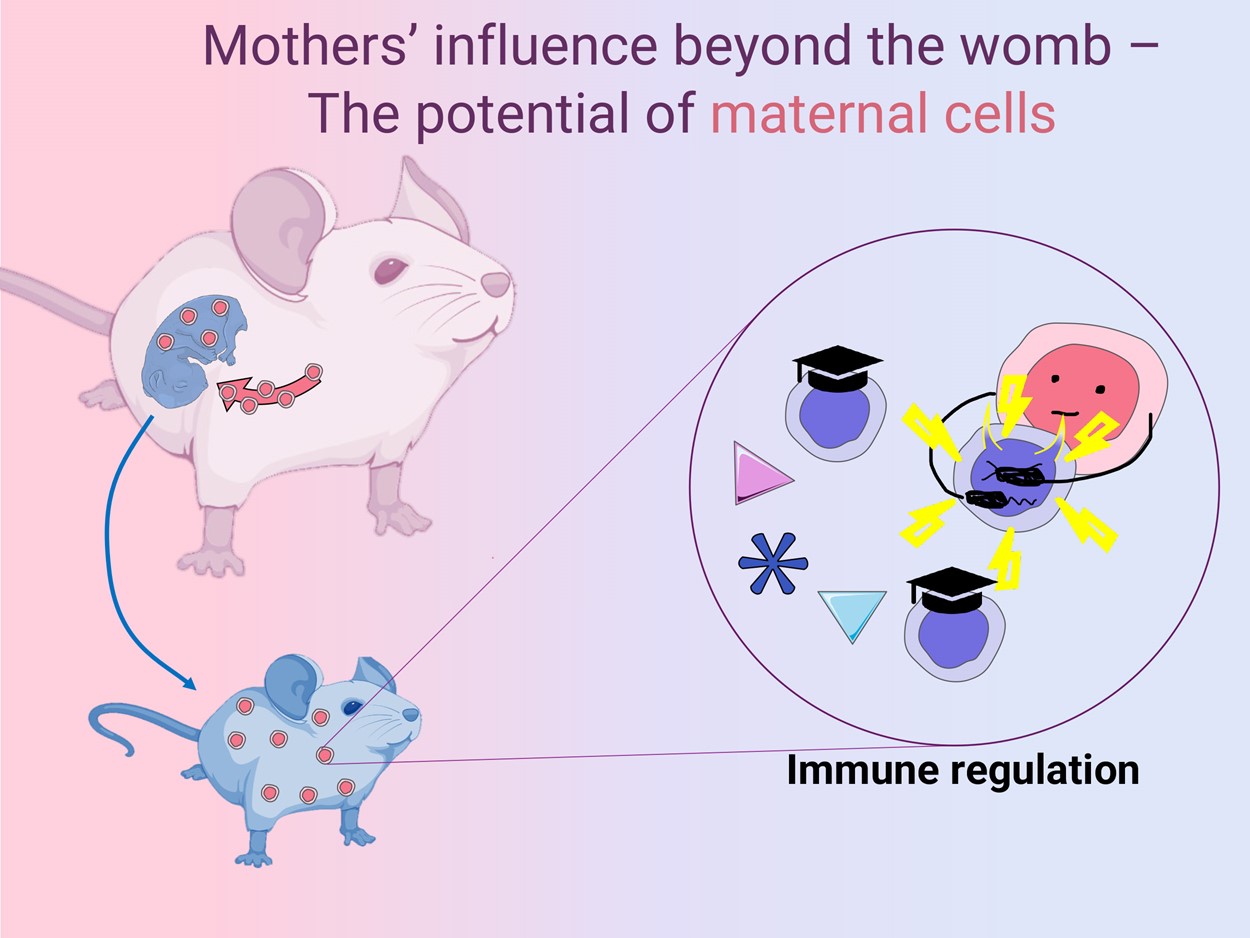 Mother’s cells acquired by babies may help regulate their immune system ...