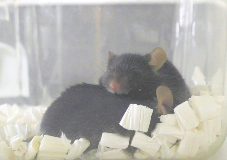 Mysteries in Science（Vol. 19）: Why do sleep-deprived rats die? - SCHOOL ...