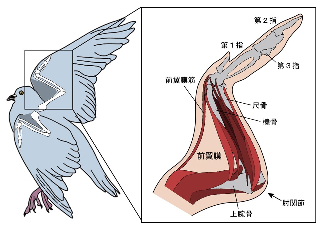鳥類の翼のかたちは祖先である恐竜で進化した - 東京大学 大学院理学系研究科・理学部