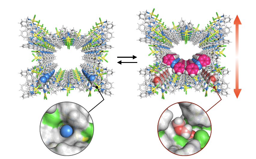 This porous shape-changing crystal works like an enzyme - SCHOOL OF ...